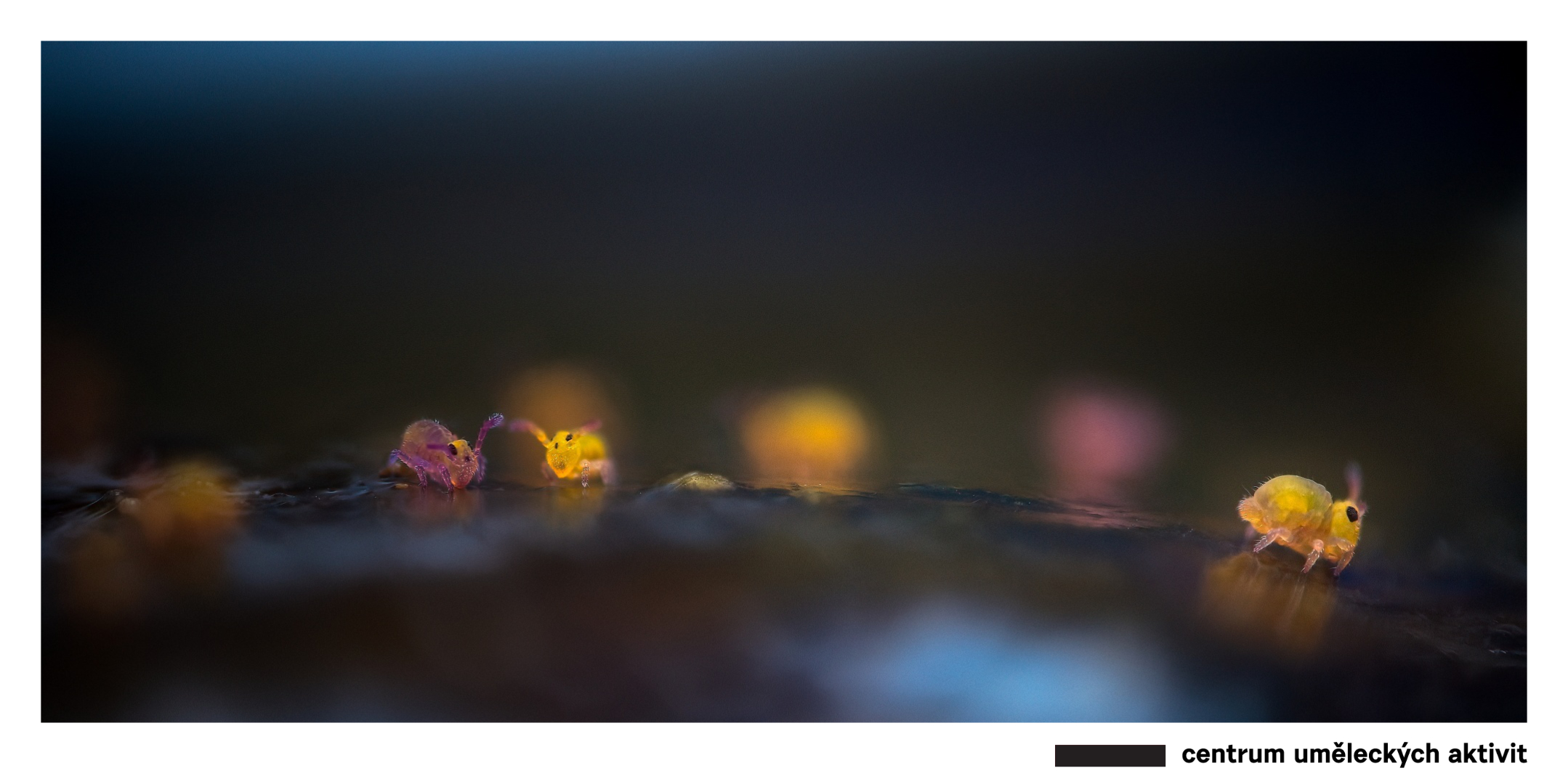 Makro fotografie - Cuahk